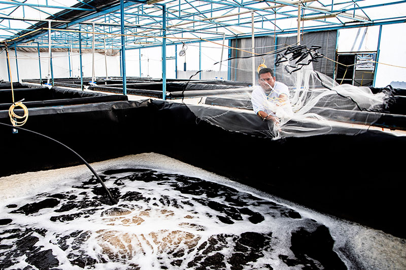 Blue Genetics shrimp breeding centers presence in the world